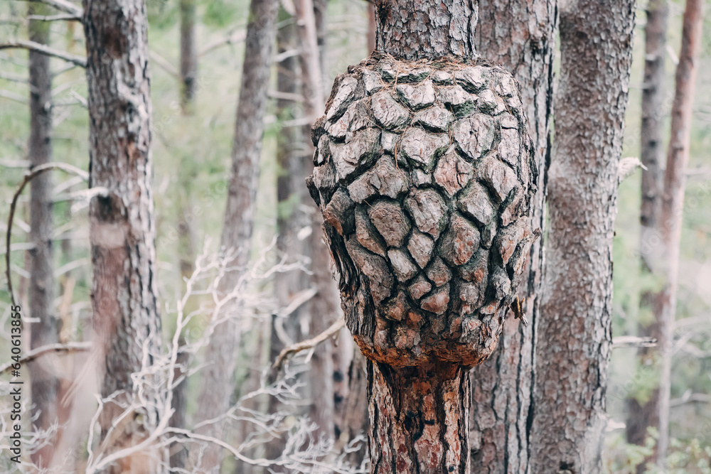 Intriguing tree burl amidst the forest: A natural outgrowth on the ...