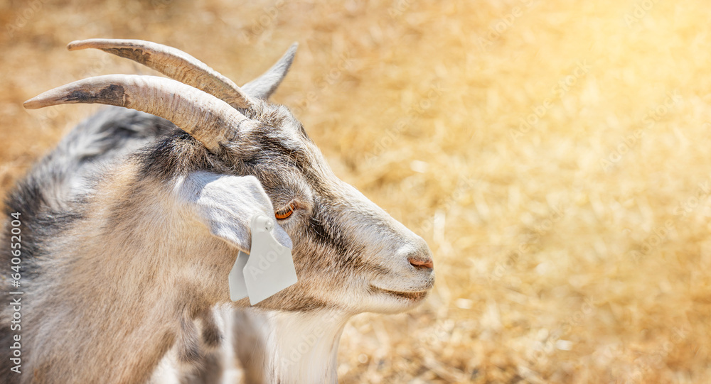 Portrait of domestic male goat with two horns, white beard and wattles ...