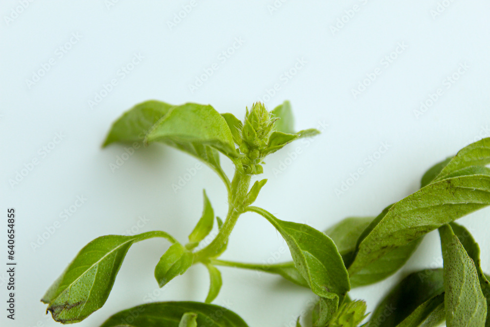 Ocimum africanum leaves, called as Daun Kemangi in Indonesia. Eaten raw ...