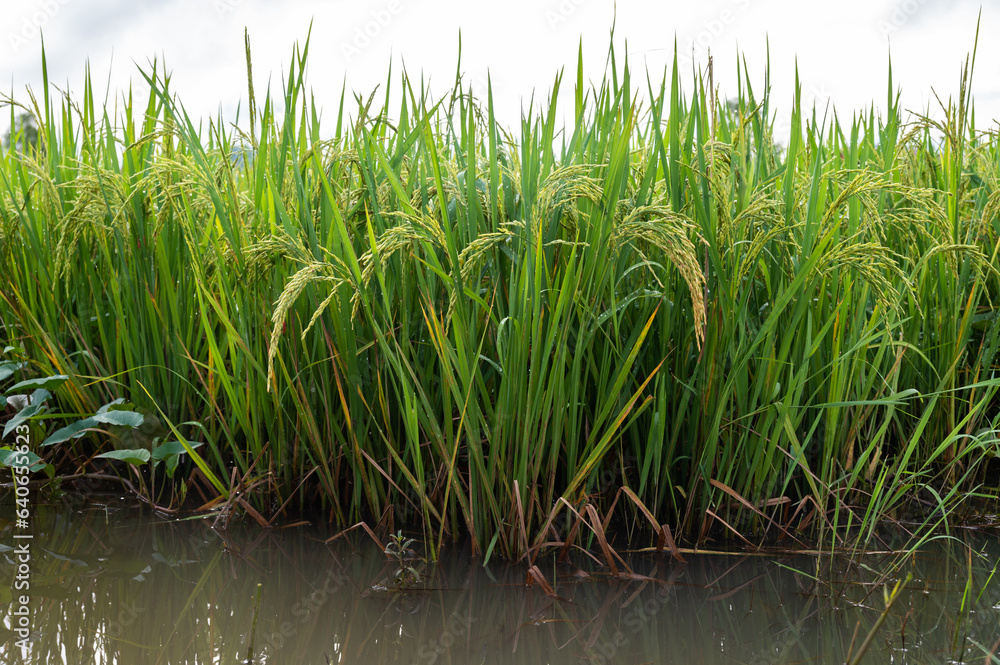 Rice paddy field in rural Thailand. Thailand has a strong tradition of ...