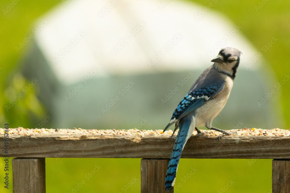 This cute little blue jay seems to be posing for this picture. The bird ...