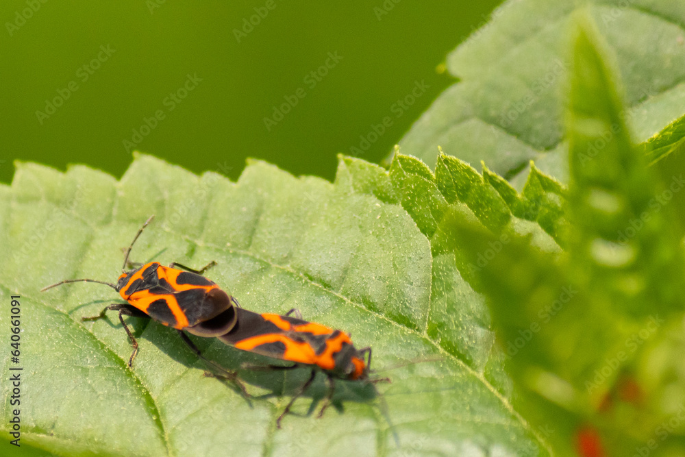 These insects are called false milkweed bugs. They are a type of seed ...