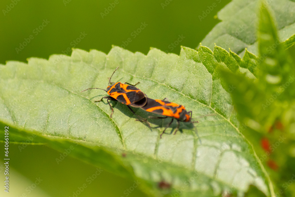 These insects are called false milkweed bugs. They are a type of seed ...
