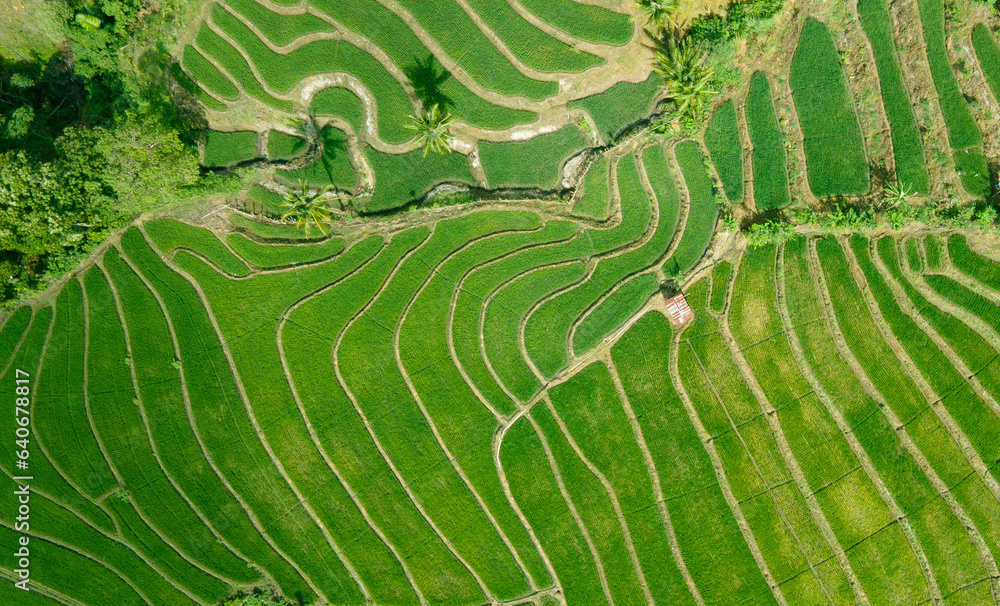 Aerial view of rice terraces in countryside and Forest behind. Soppeng ...