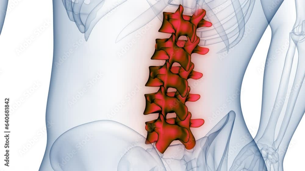 Spinal Cord Vertebral Column Lumbar Vertebrae of Human Skeleton System ...