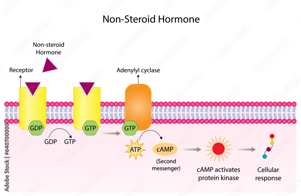 Nonsteroid hormones mechanism of action. The hormone is the first ...