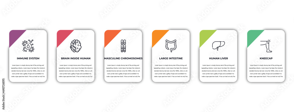 immune system, brain inside human head, masculine chromosomes, large ...