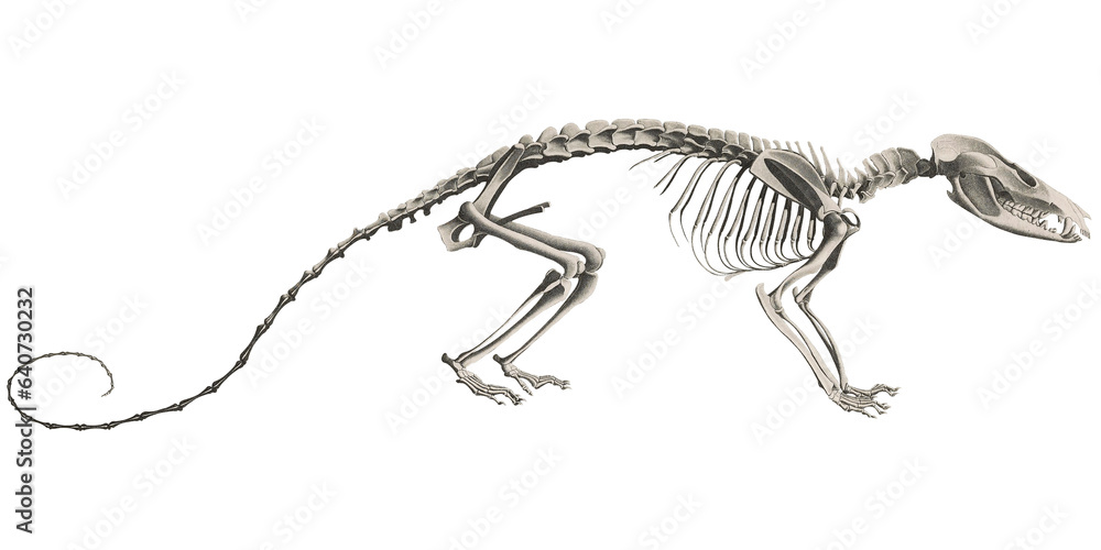 Opossum Anatomy Skeleton Scientific Illustration Animal Anatomic Design Stock Illustration ...