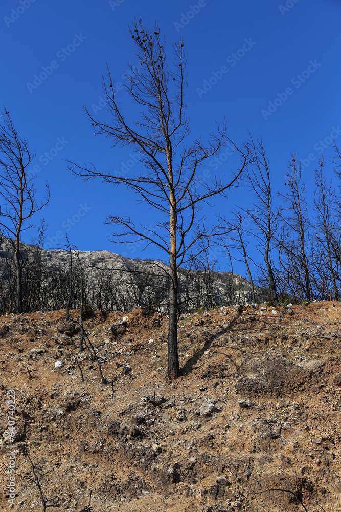 The aftermath of wildfires. Fire scarred trees in the charred remains ...