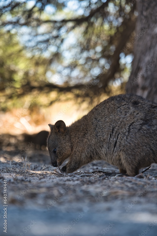 Little Quokka is picking up food from the ground. Funny and beautiful ...