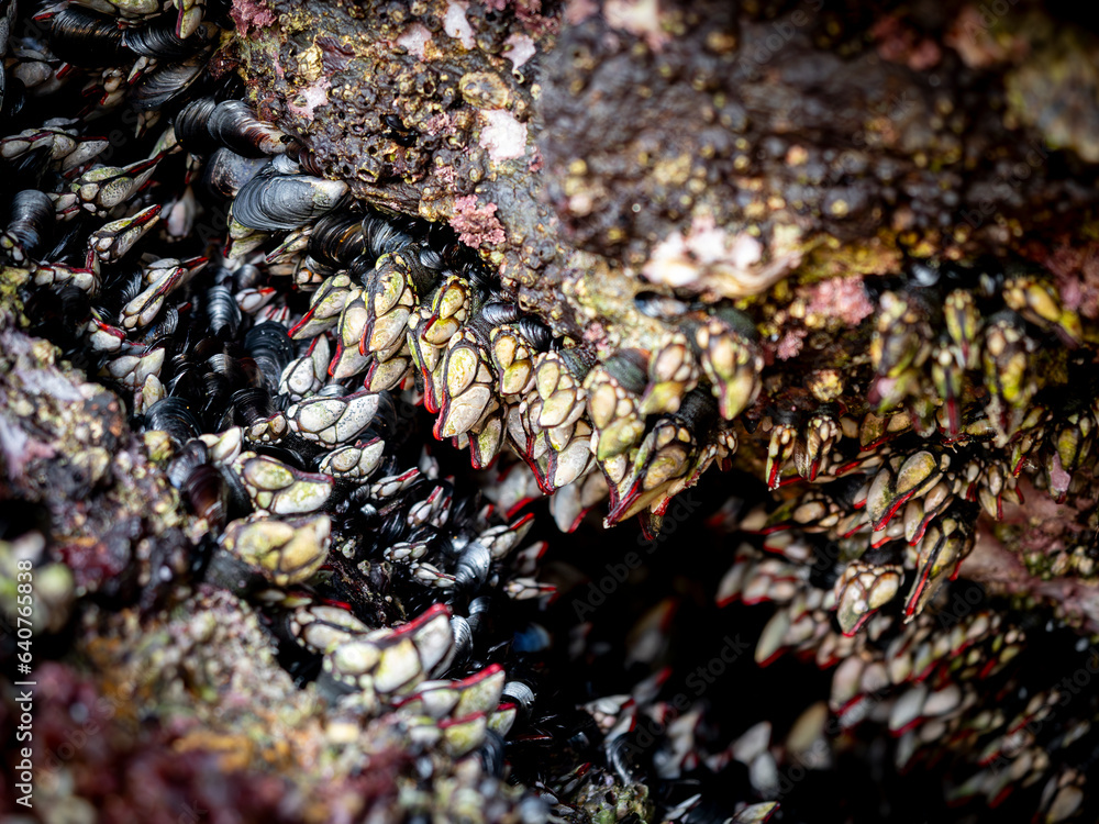 Live Goose neck barnacles or Galician barnacles (Pollicipes pollicipes ...