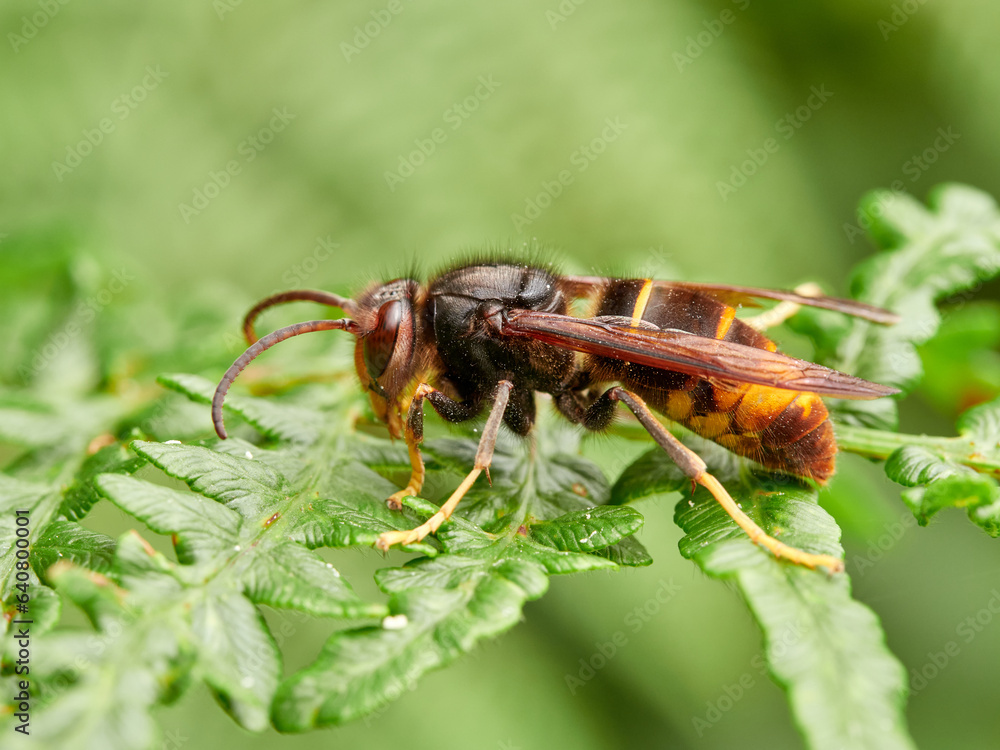 Yellow legged hornet. Vespa velutina Stock Photo | Adobe Stock