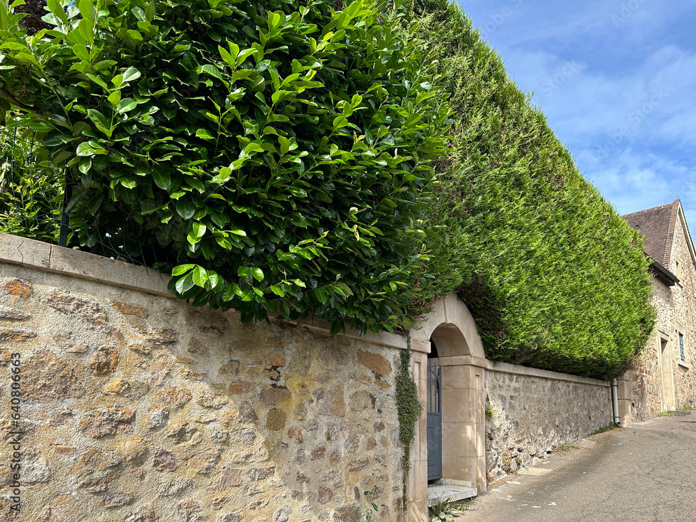 Stone fence with a hedge of yew and common laurel. Garden gate with ...