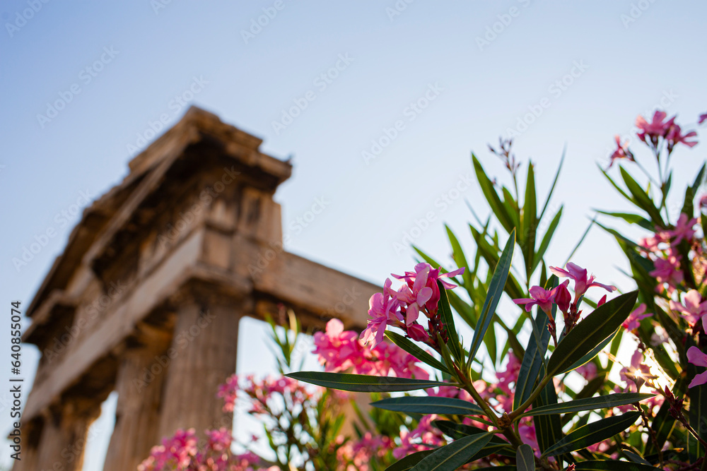 Pink flowers in bloom in Athens, Greece, with an old restored temple ...