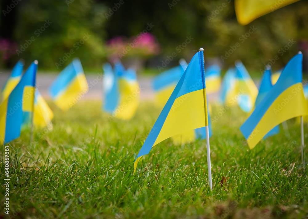 POLTAVA, UKRAINE - AUGUST 29, 2023: Ukrainian national flags as a ...