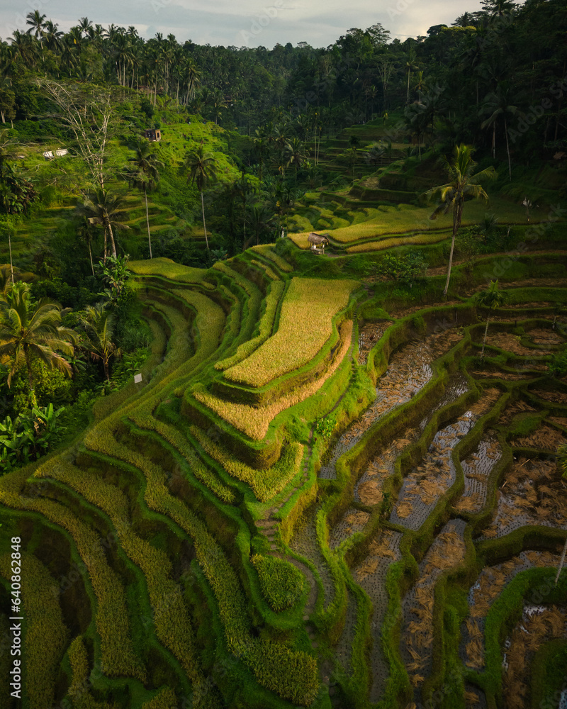 A Captivating Aerial Experience: Bali's Authentic Charm in a ...
