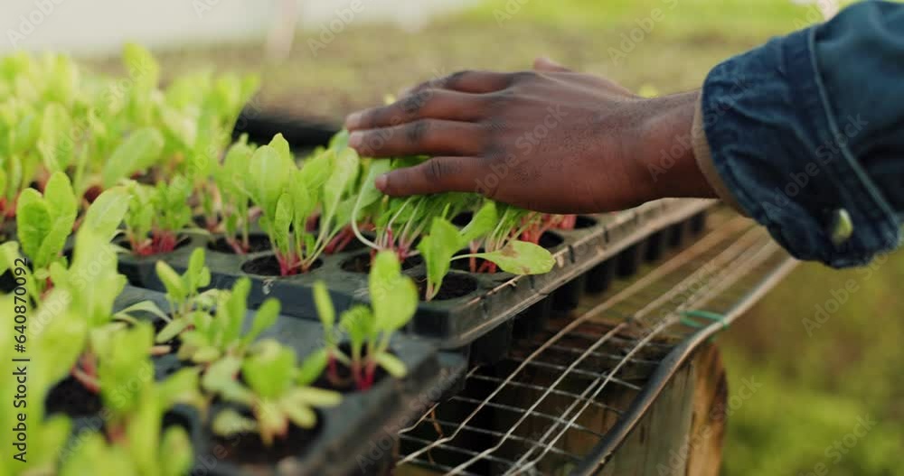 Plant farm inspection, hands and walking person check leaves growth ...