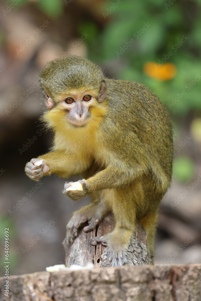 Photo & Art Print The Gabon talapoin (Miopithecus ogouensis), also ...