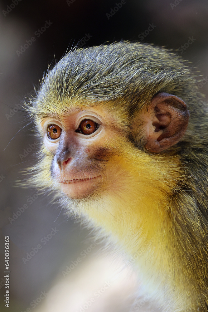 The Gabon talapoin (Miopithecus ogouensis), also known as the northern ...