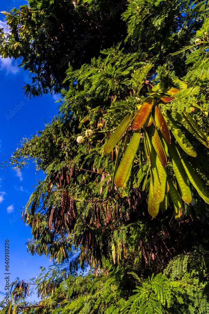 Leucaena leucocephala (jumbay, river tamarind, subabul, white popinac ...