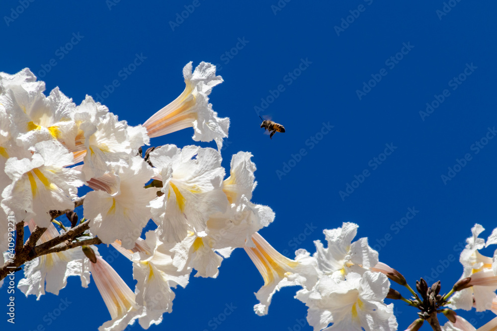 bee pollinates the flowers of white ipe (Tabebuia roseo-alba) in a ...