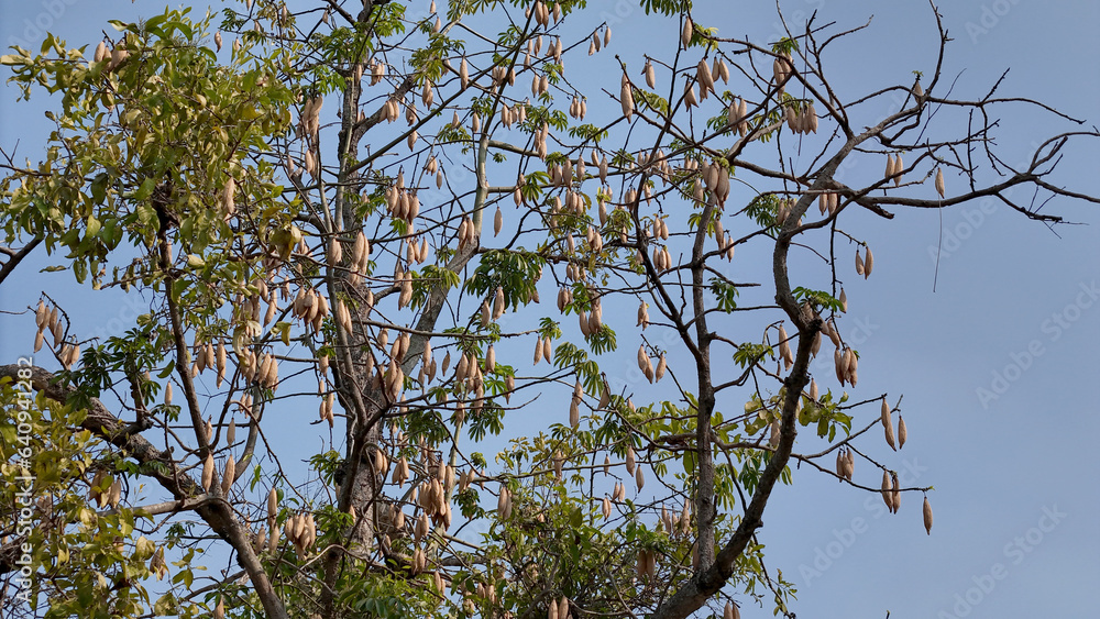 Kapok and fruit trees that produce cotton and pagoda seeds. plants that ...