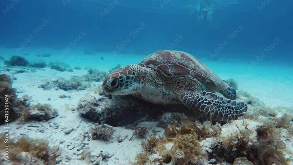 Seahawk turtle on sandy reef bottom of ocean. A floating turtle ...