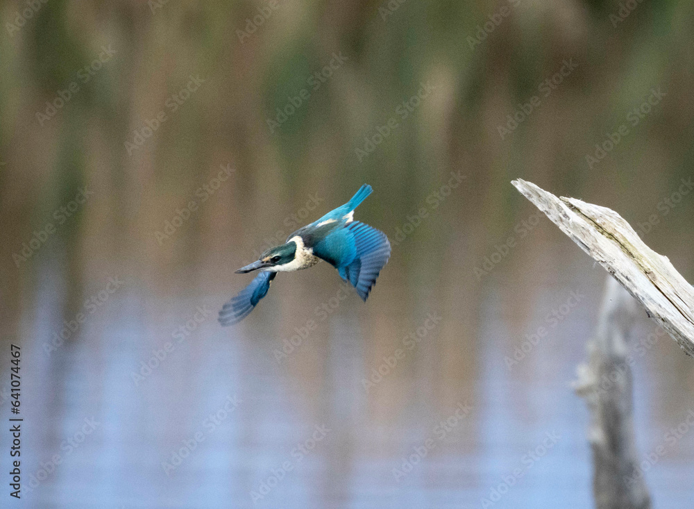 Sacred Kingfisher, Kotare, (Todiramphus sanctus) in flight over water ...