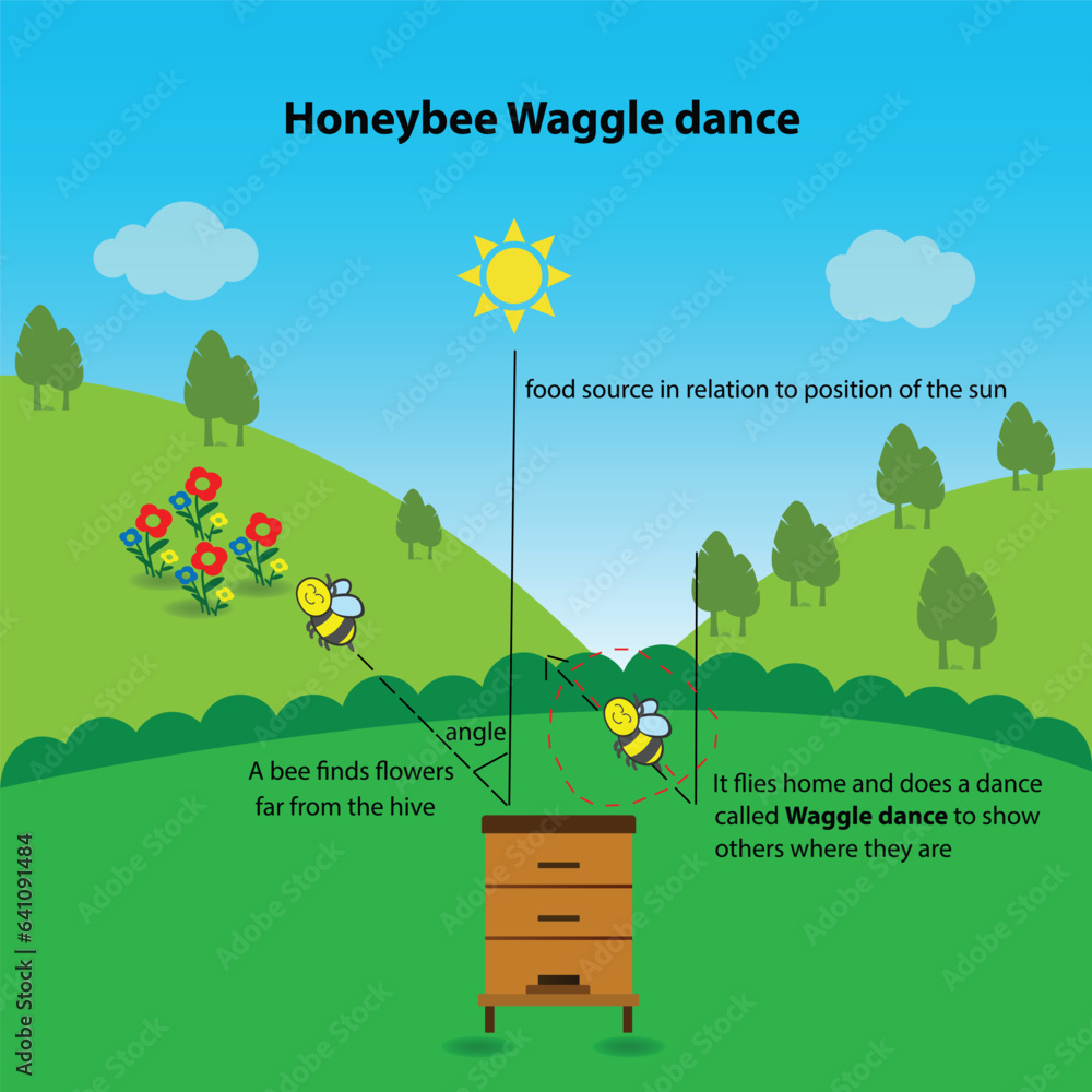 Honeybee waggle dance, educational worksheet Stock Vector | Adobe Stock