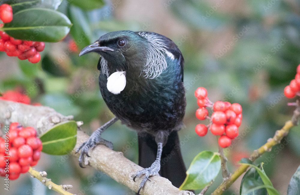 Tui (Prosthemadera novaeseelandiae), parson bird, perching in a holly ...