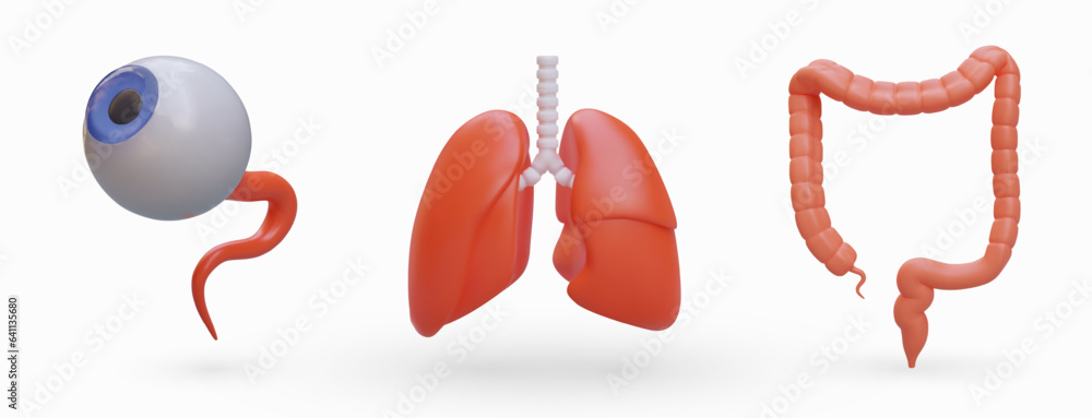 Set of realistic human organs. Vector color eye, lung, large intestine ...