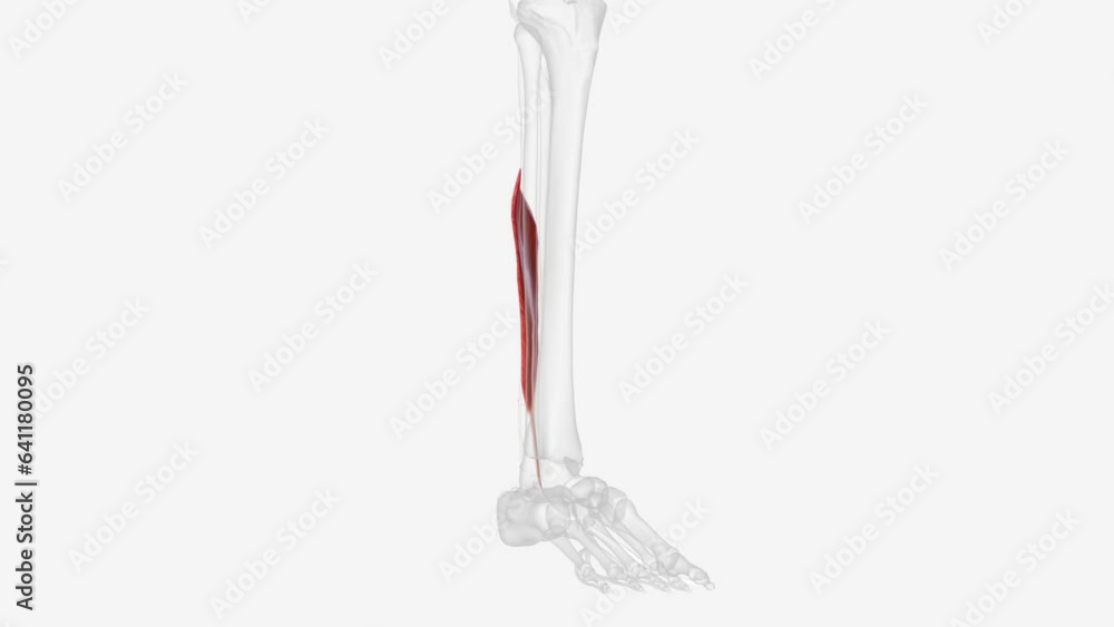 Flexor hallucis longus is a powerful muscle located on the posterior ...