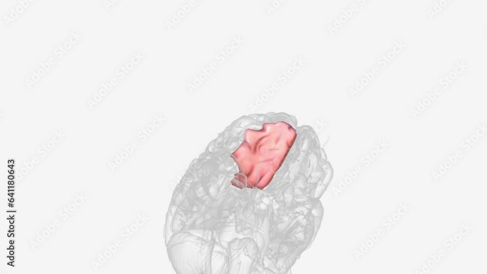 The posterior orbital gyrus receives inputs from the limbic regions ...