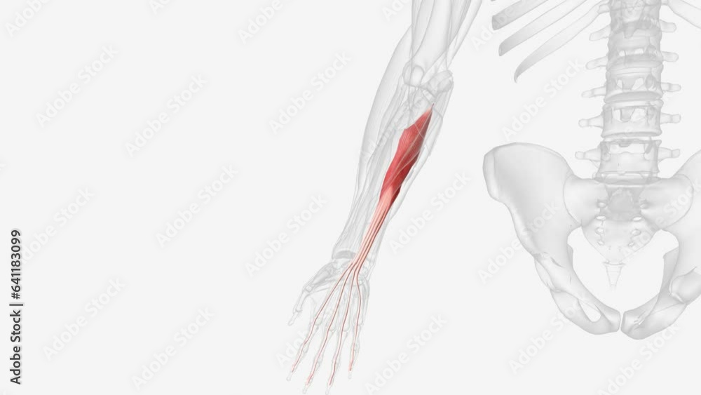 flexor digitorum profundus is a muscle in the forearm of humans that ...