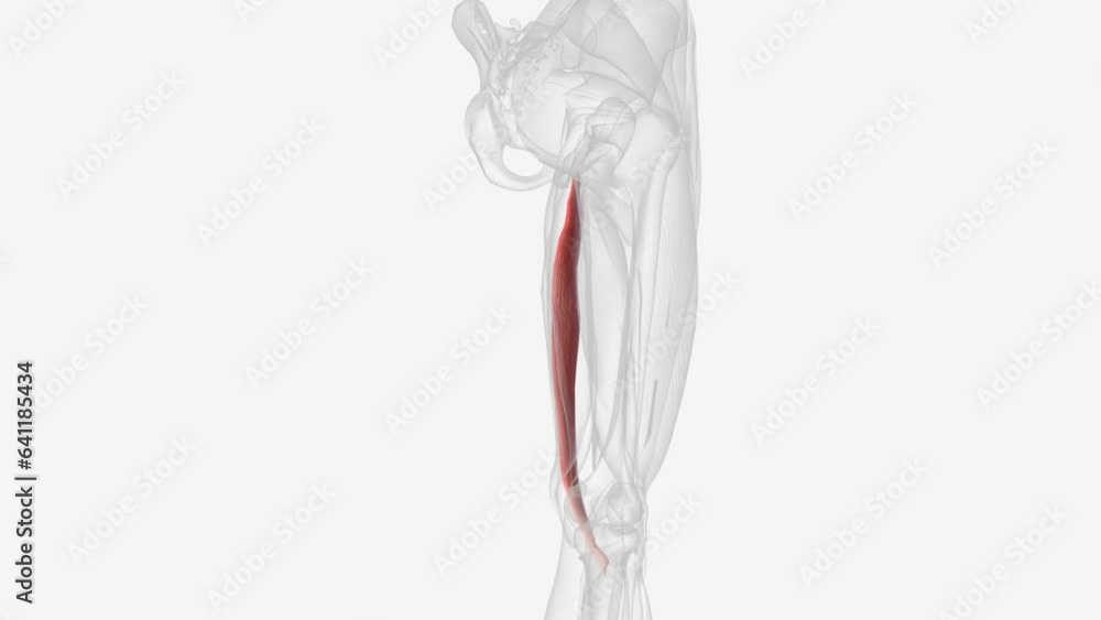The gracilis muscle is the most superficial muscle on the medial side ...