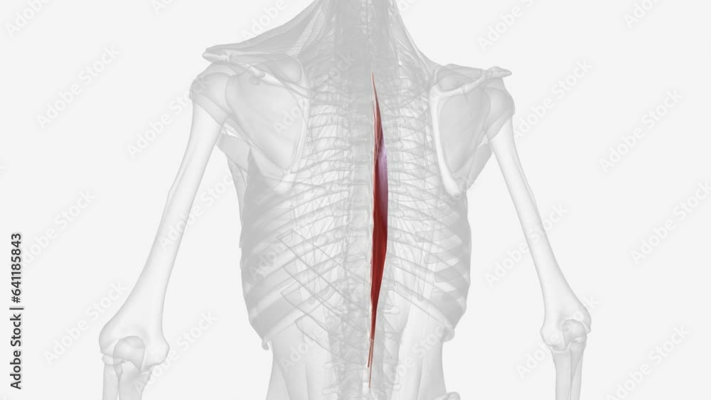 The spinalis is a portion of the erector spinae, a bundle of muscles ...