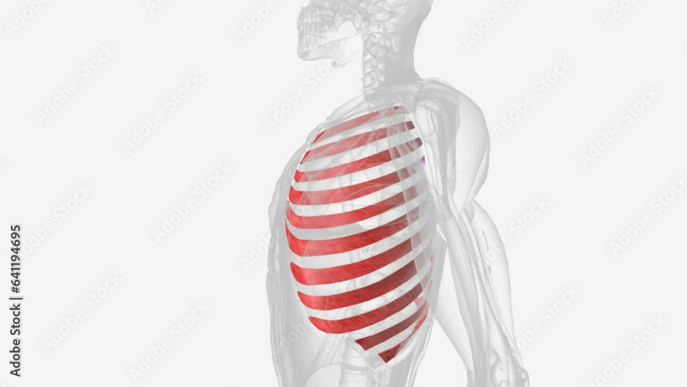 Internal intercostal muscles are the accessory respiratory muscles ...