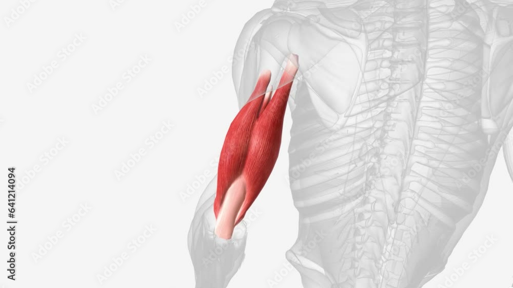 triceps brachii muscle, often referred to simply as the triceps, is a ...