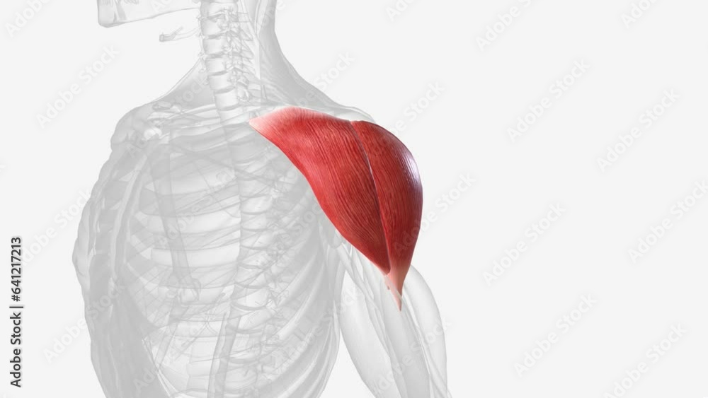 deltoid muscles are in your shoulder, which is the ball-and-socket ...