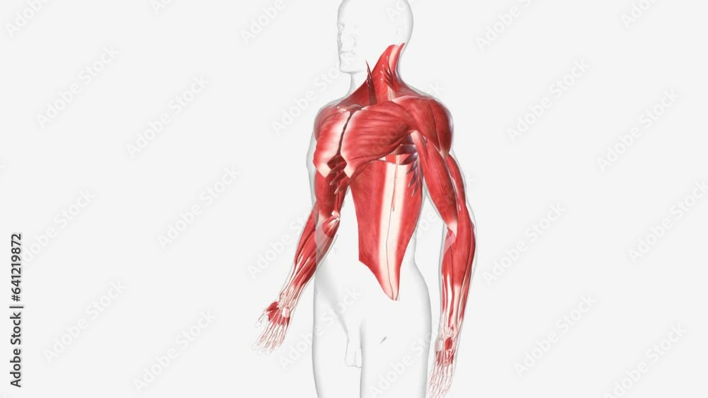 The muscles of the upper limb can be divided into 6 different regions ...