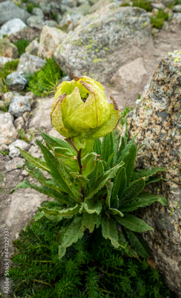 Sacred Brahma Kamal (Saussurea obvallata), revered Himalayan flower ...