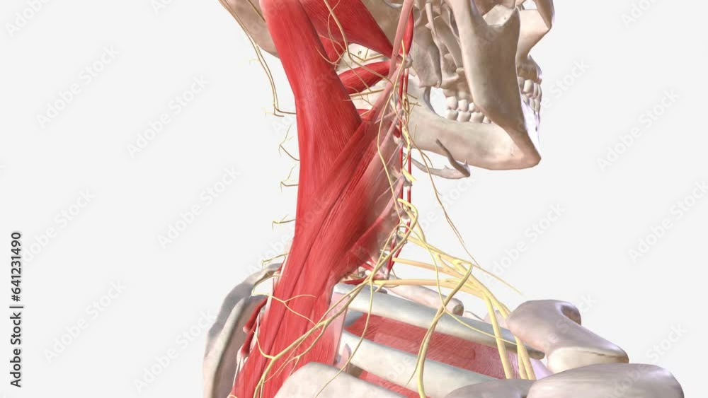 The neck muscles are innervated by various cervical nerves and their ...