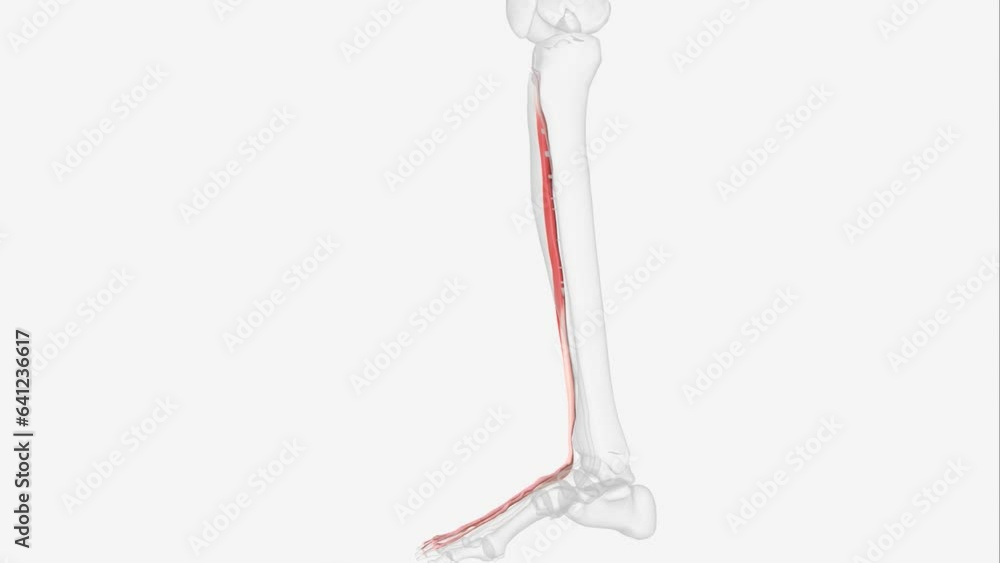 The Extensor hallucis longus (EHL) is a thin muscle, situated between ...