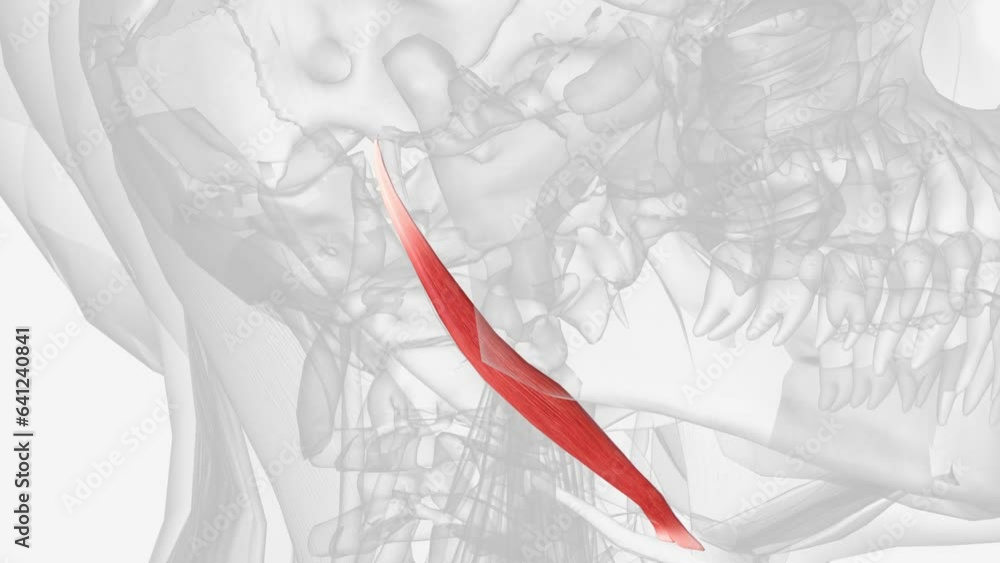 The stylohyoid muscle is a slender muscle, lying anterior and superior ...