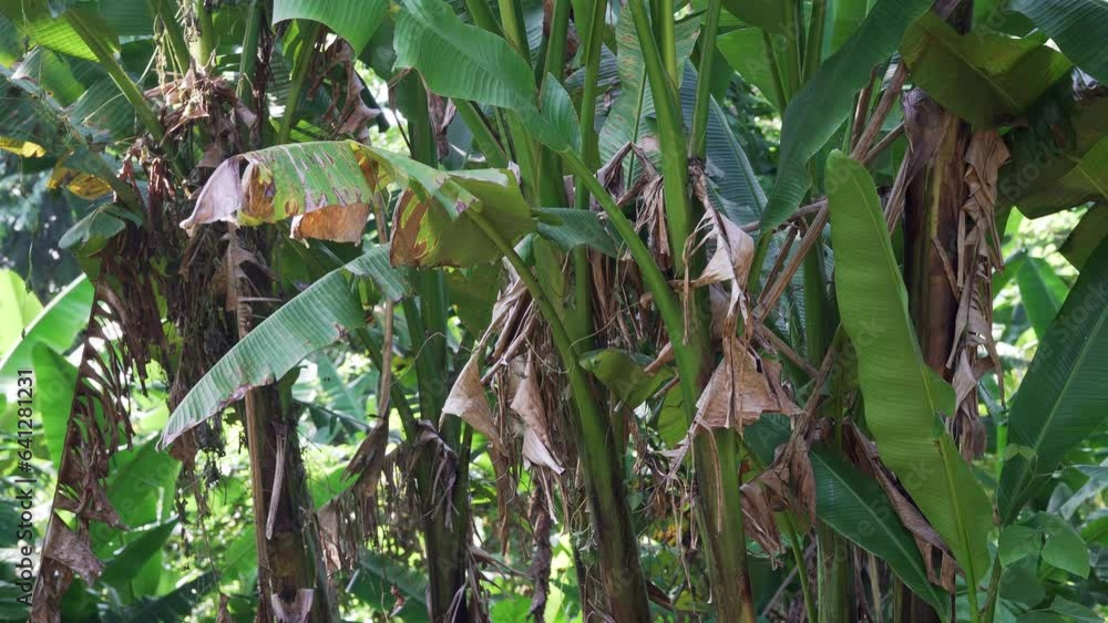 Static wide shot of lush abaca trees in a tropical jungle in ...