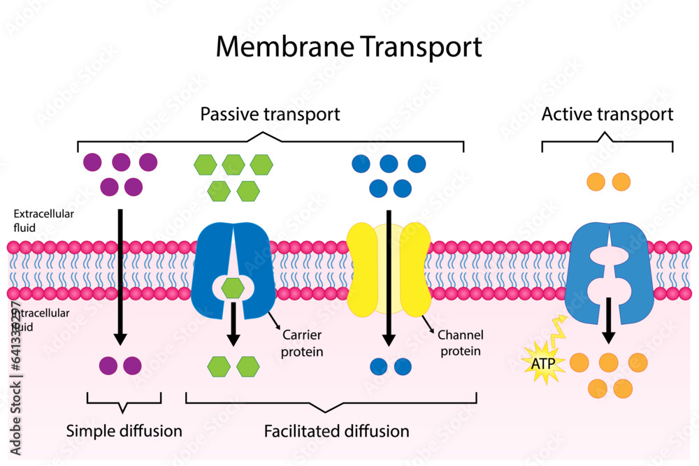 Active vs passive transport for Molecules movement in cell. Membrane ...