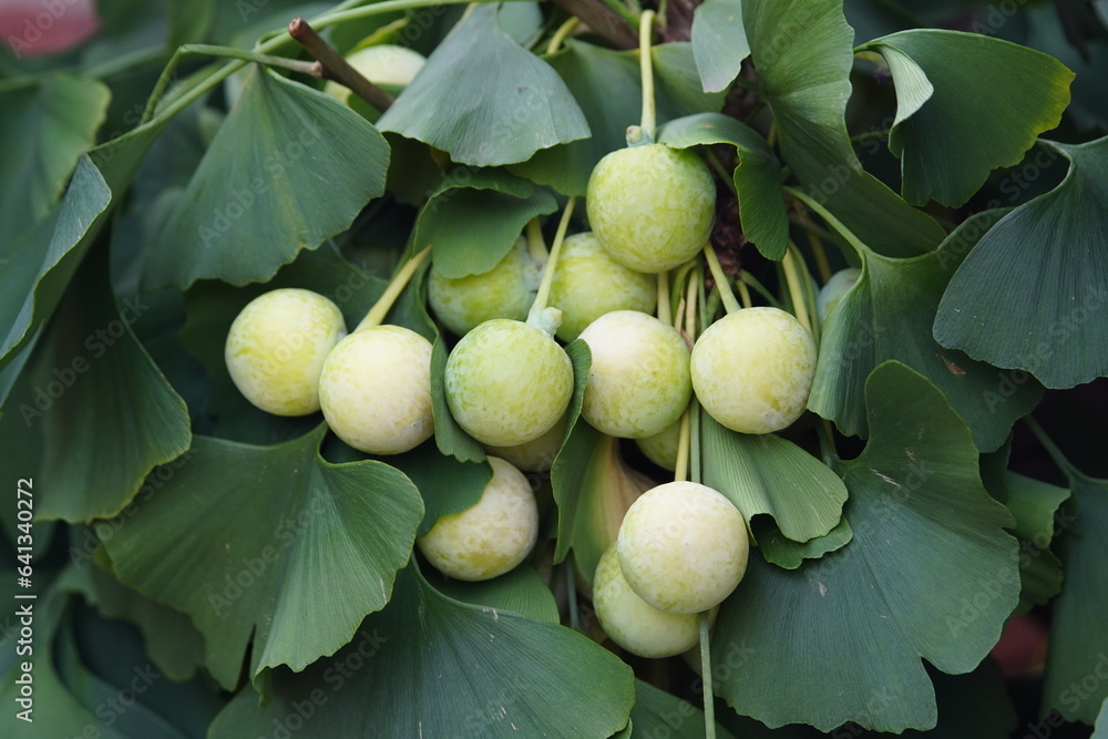 Fruits of Ginkgo biloba, known as ginkgo, also spelled gingko or as the ...