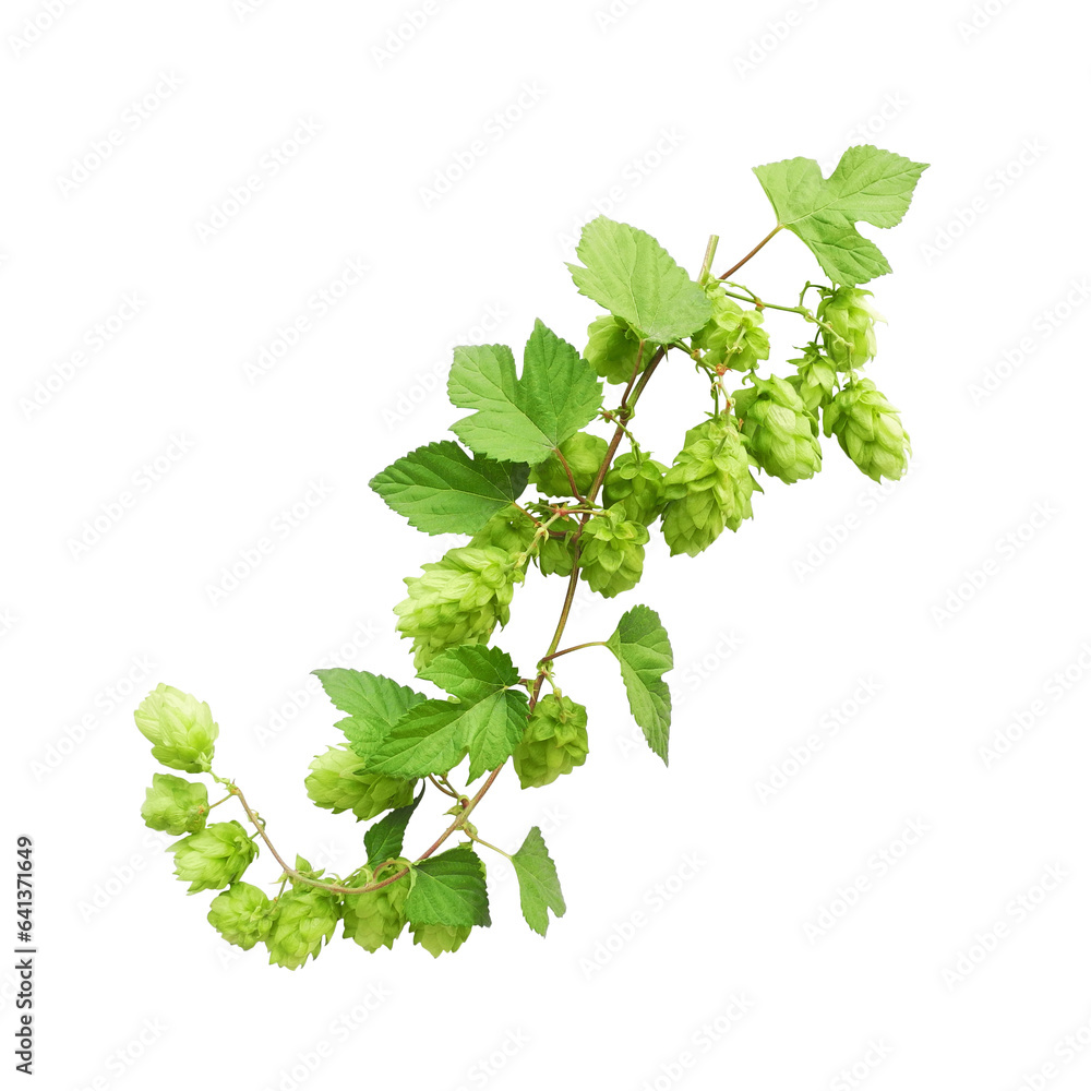 Hop branch with cones and leaf isolated on white background. Brewing ...