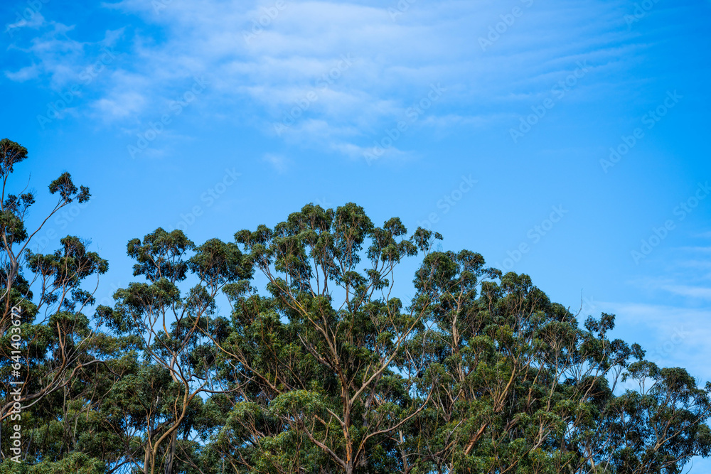 native gum tree growing in a forest in a national park in australia in ...