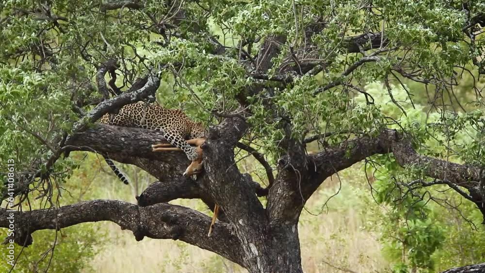 Leopard eating prey in a tree in Kruger National park, South Africa ...